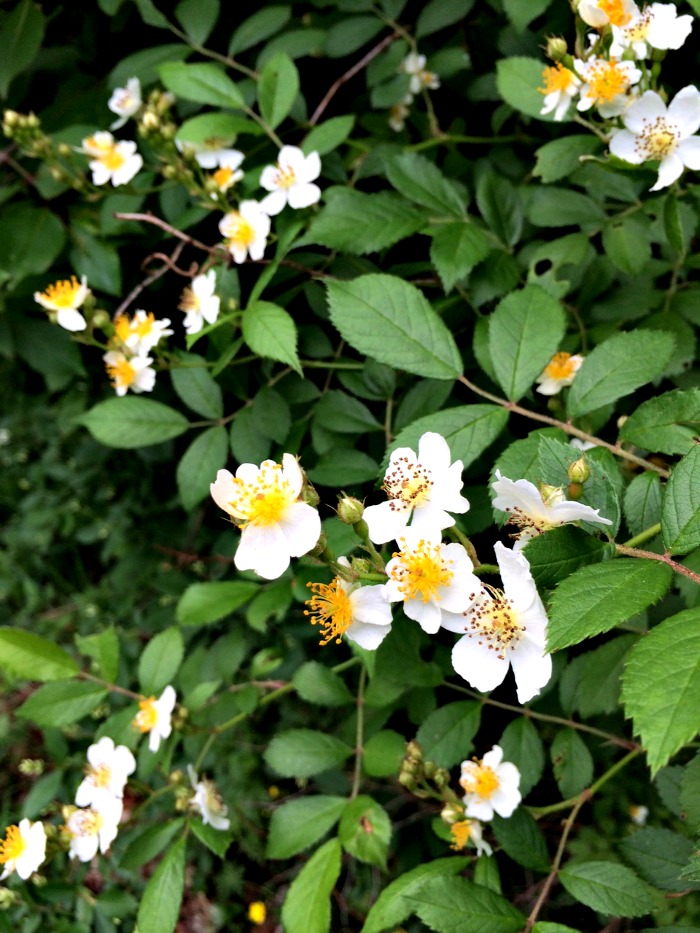 Content in a Cottage: Multiflora Rose - So Invasive
