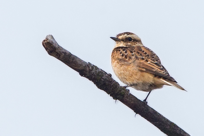 Darley Dale Wildlife: Kingfisher - Rowsley
