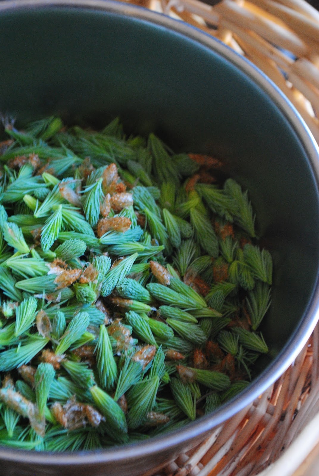 Lori's Lipsmacking Goodness: Spruce Tip Jelly