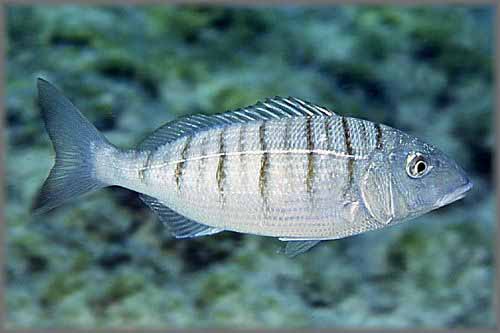 Lebanese Aquaculture: Lebanon Famous Marine Fish - Mormyrus