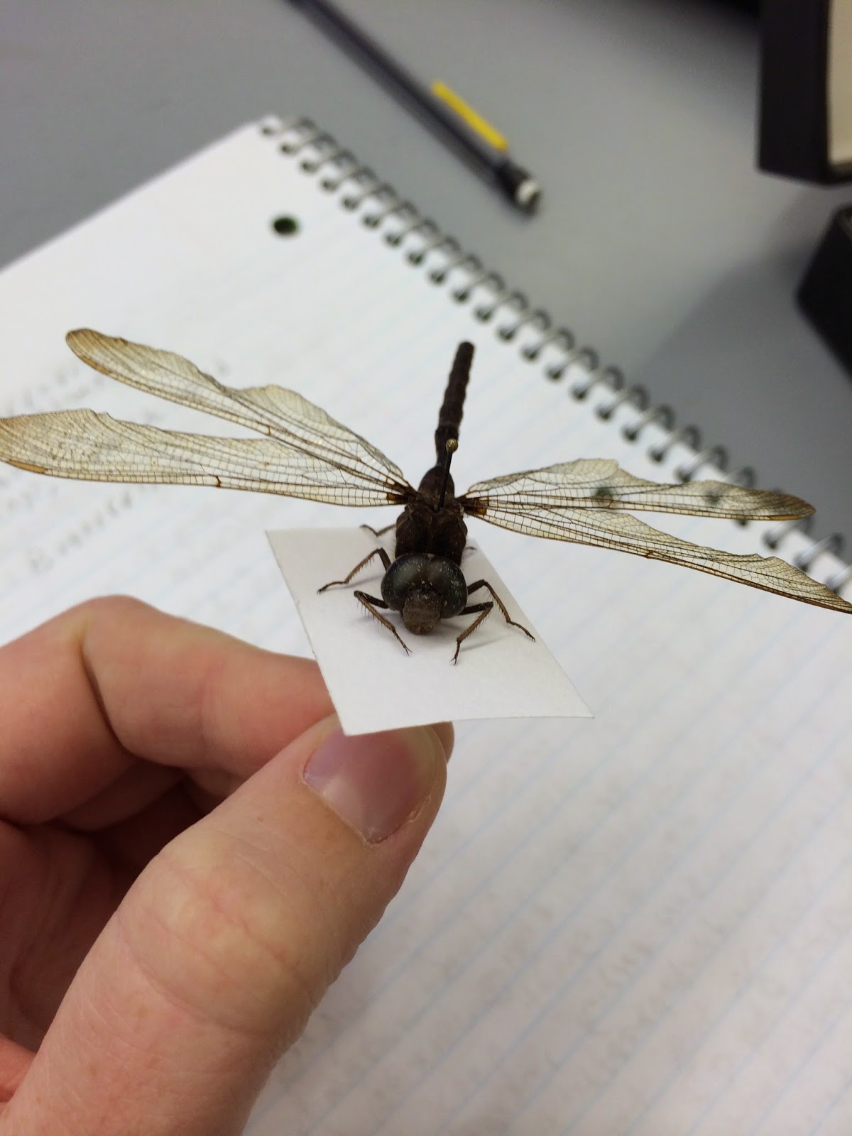 Insect Ecology at JMU: Insect Pinning and Preservation