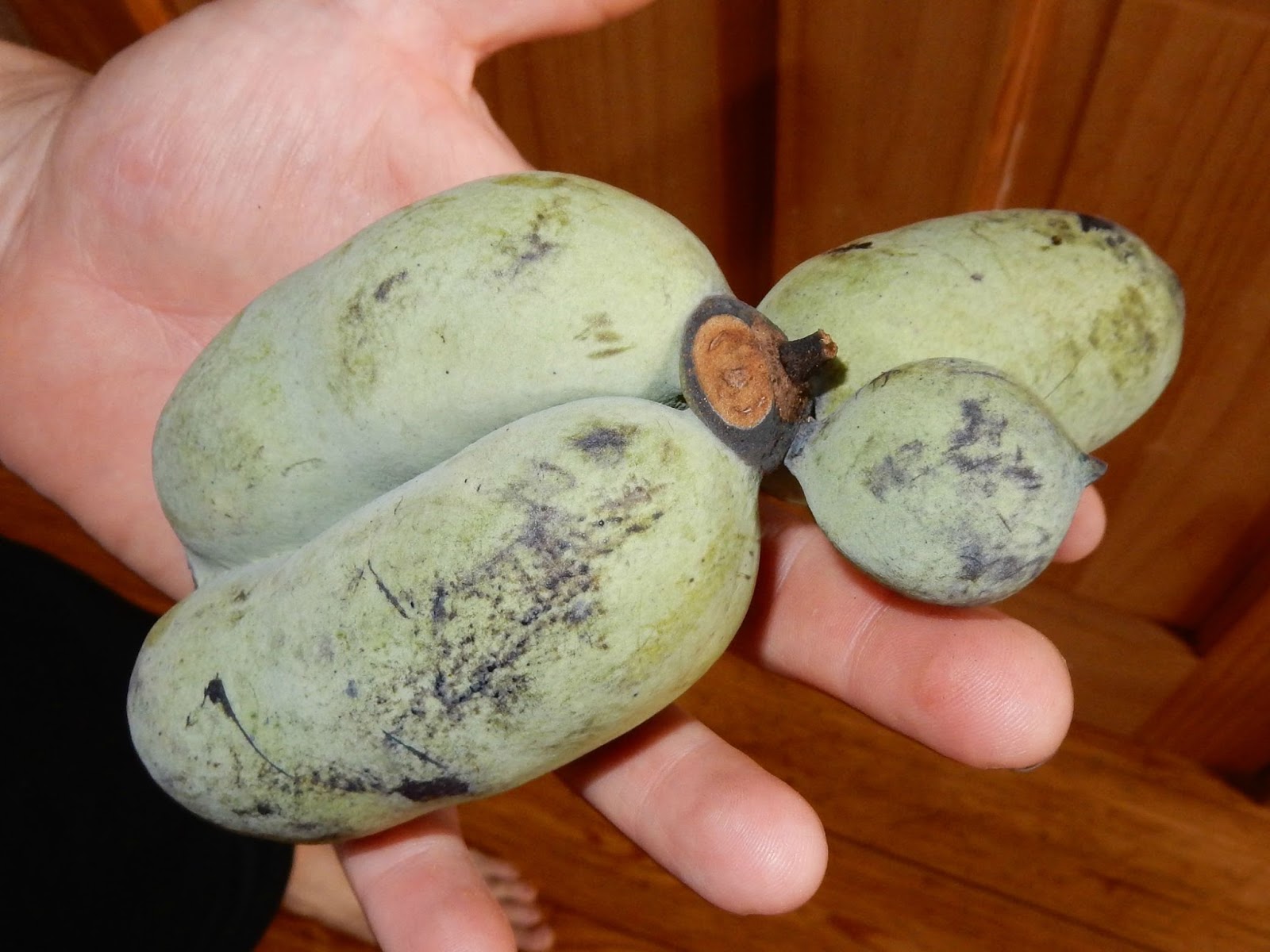 Two Bears Farm and the Three Cubs: Foraging for Paw Paws