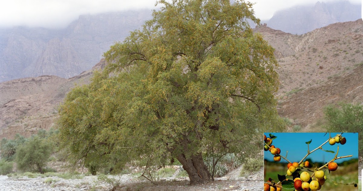 Ziziphus ,sidr tree | All about plant