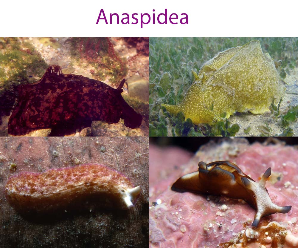 La caretta y el pez luna: Diferenciar nudibranquios, turbelarios ...