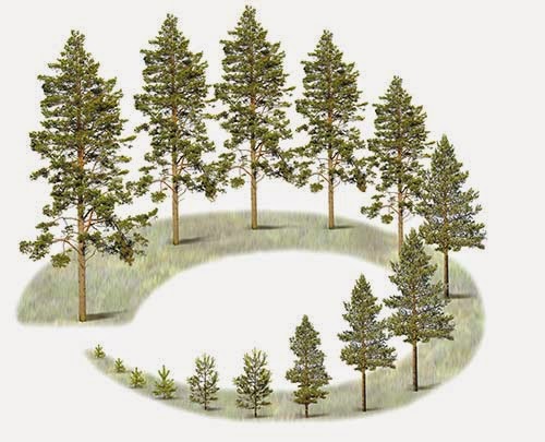 Log Cabins Lillevilla: Life Cycle Of A Log Cabin