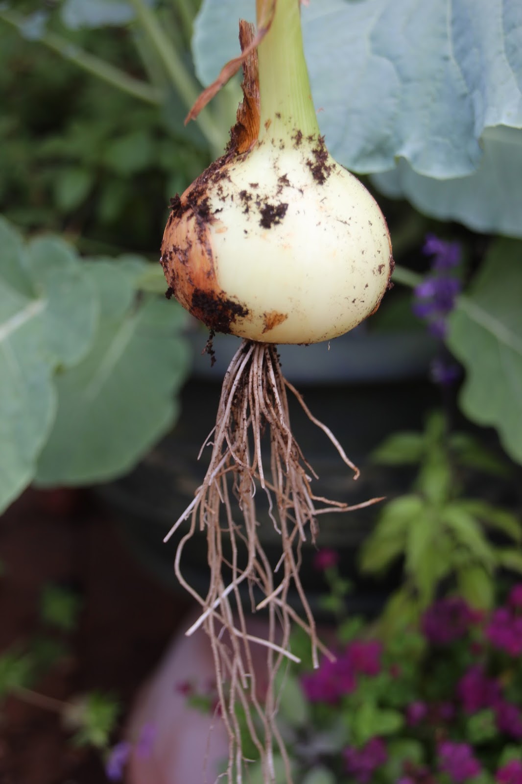 Flat Bottom Flowers: Candy Onion