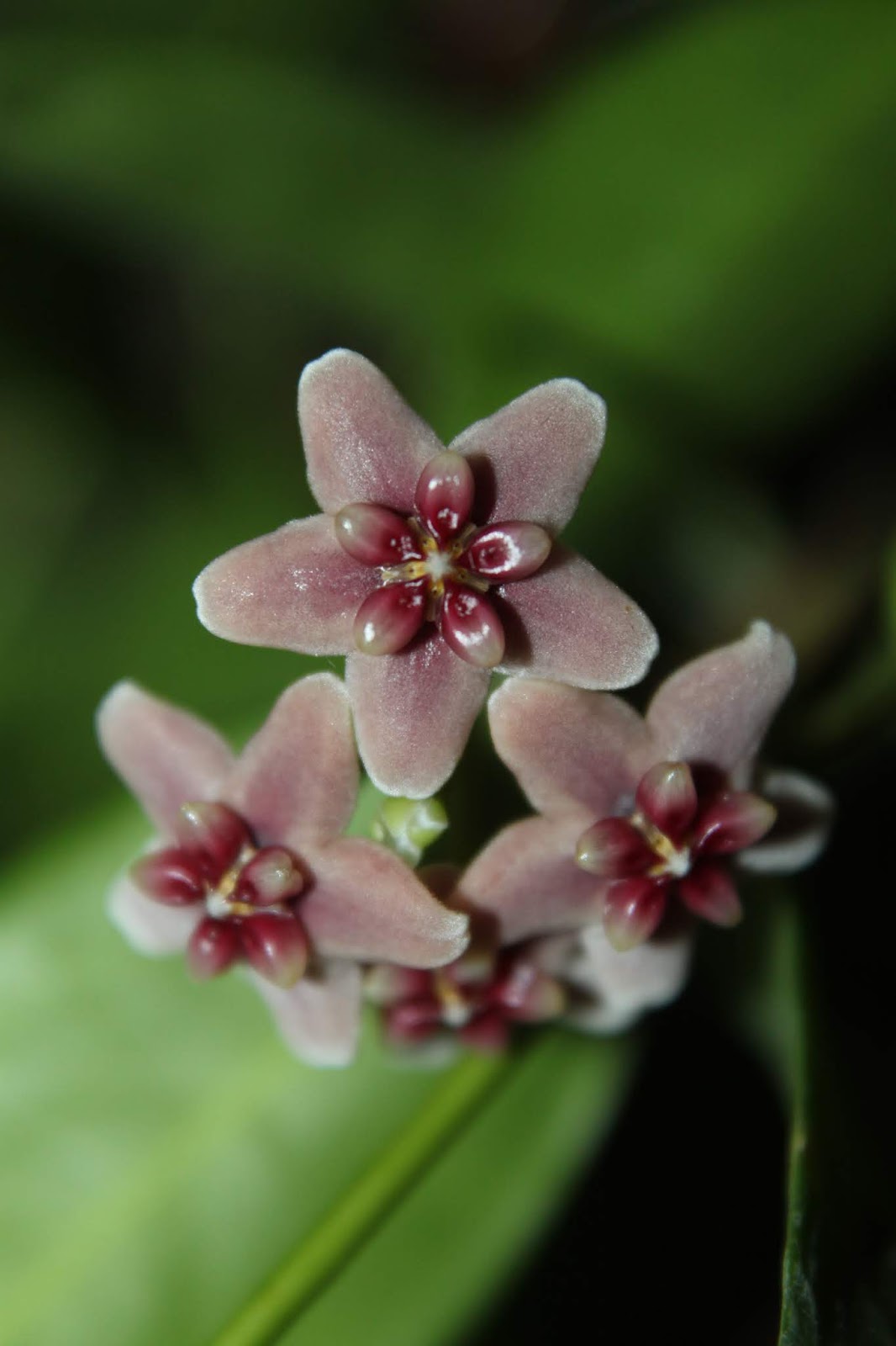 Hoyapassion: Hoya rubida