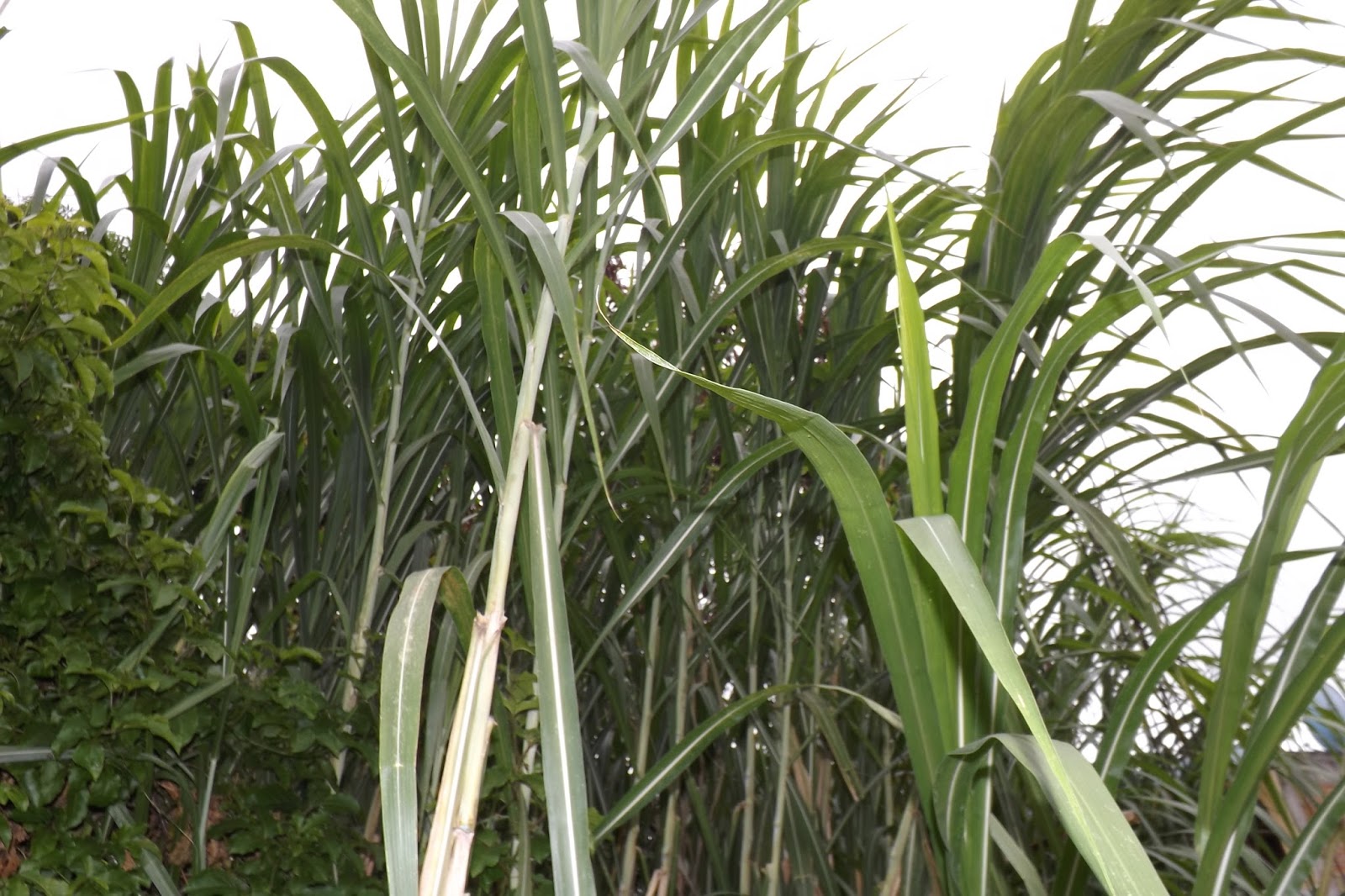 Pasto Maralfalfa, Chilmaral, altos rendimiento en forraje para tu ganado