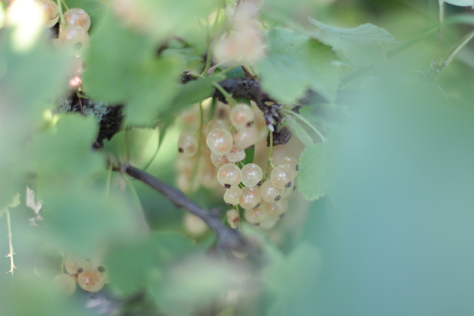 bake your slovak roots / slovenské korene: White Currant Jam / Džem z ...