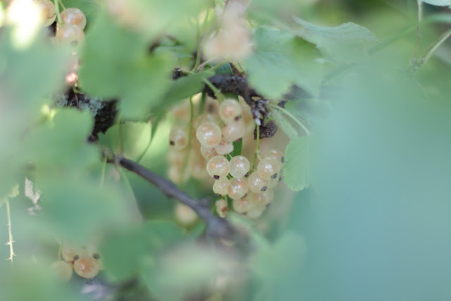 bake your slovak roots / slovenské korene: White Currant Jam / Džem z ...