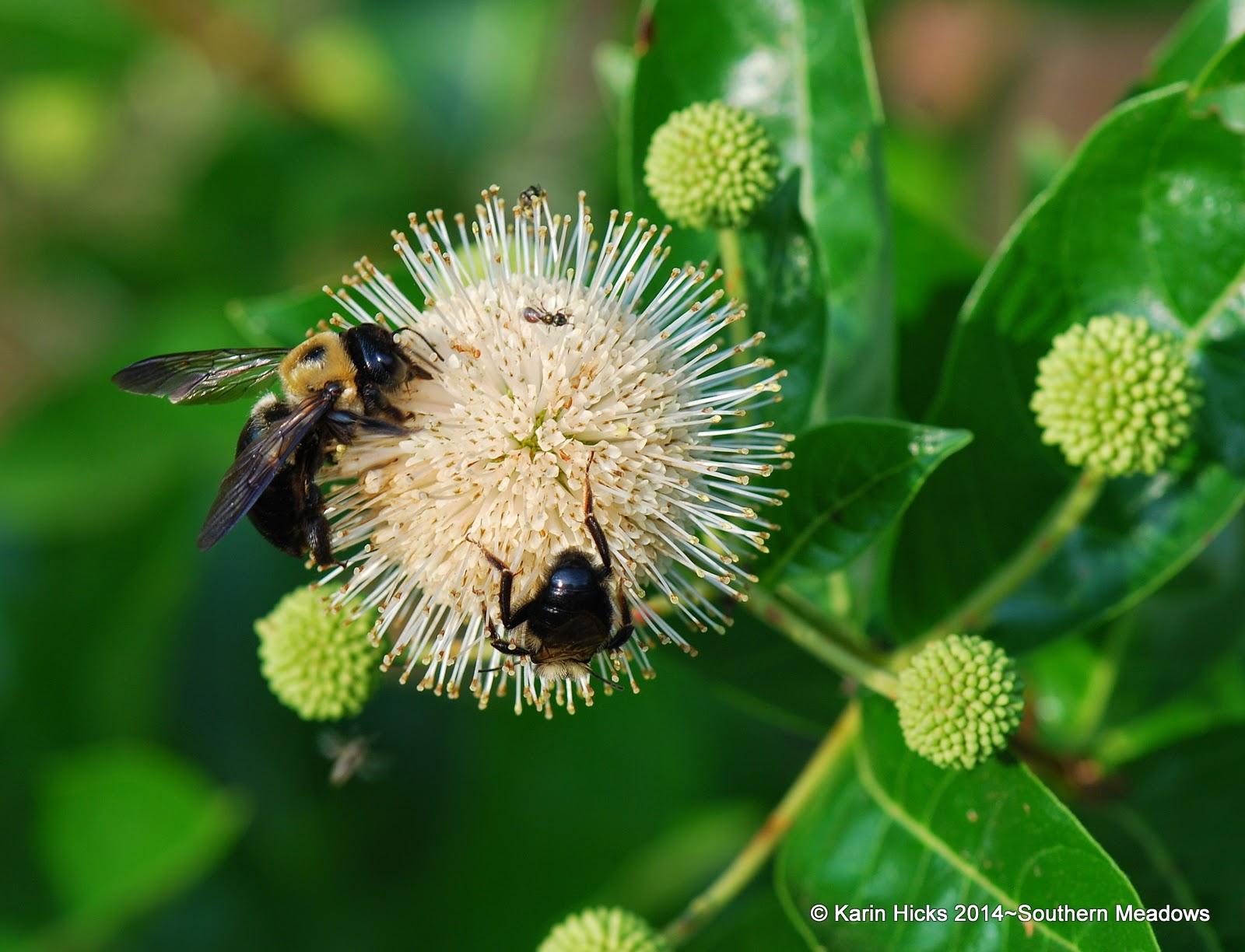 The Bodacious Button Bush