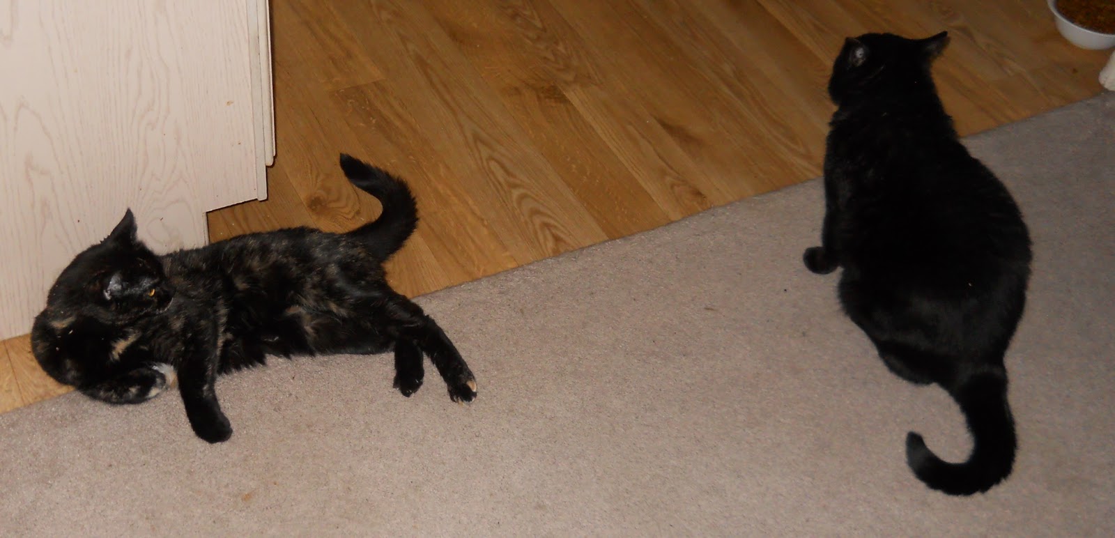 Oddball Observations : A DOPEY CAT