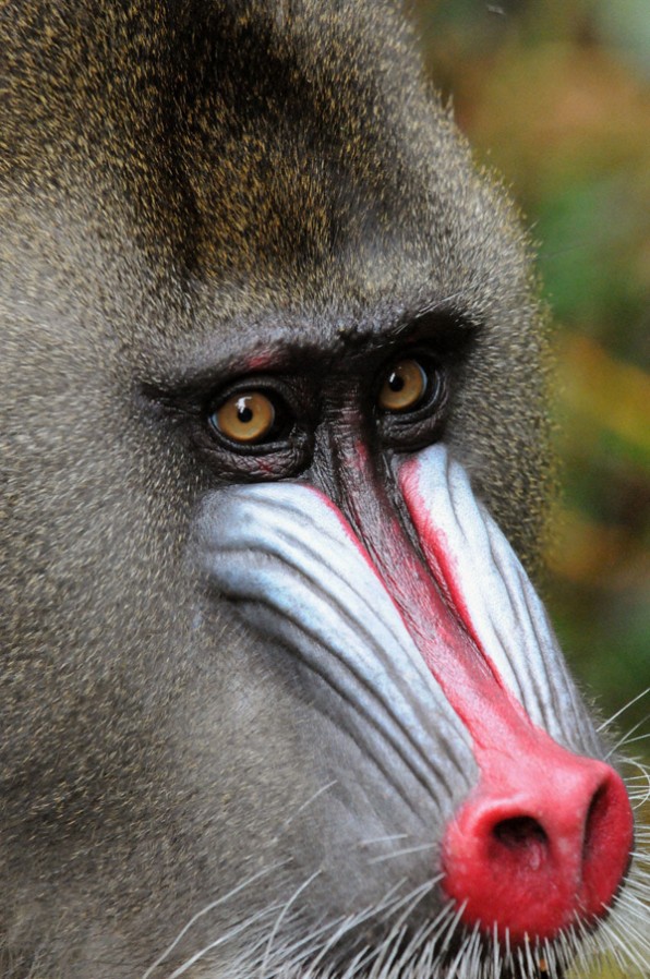 Mandriles en peligro