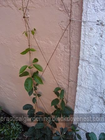 Practical Gardening: Best Location for the Garlic Vine (Mansoa alliacea)