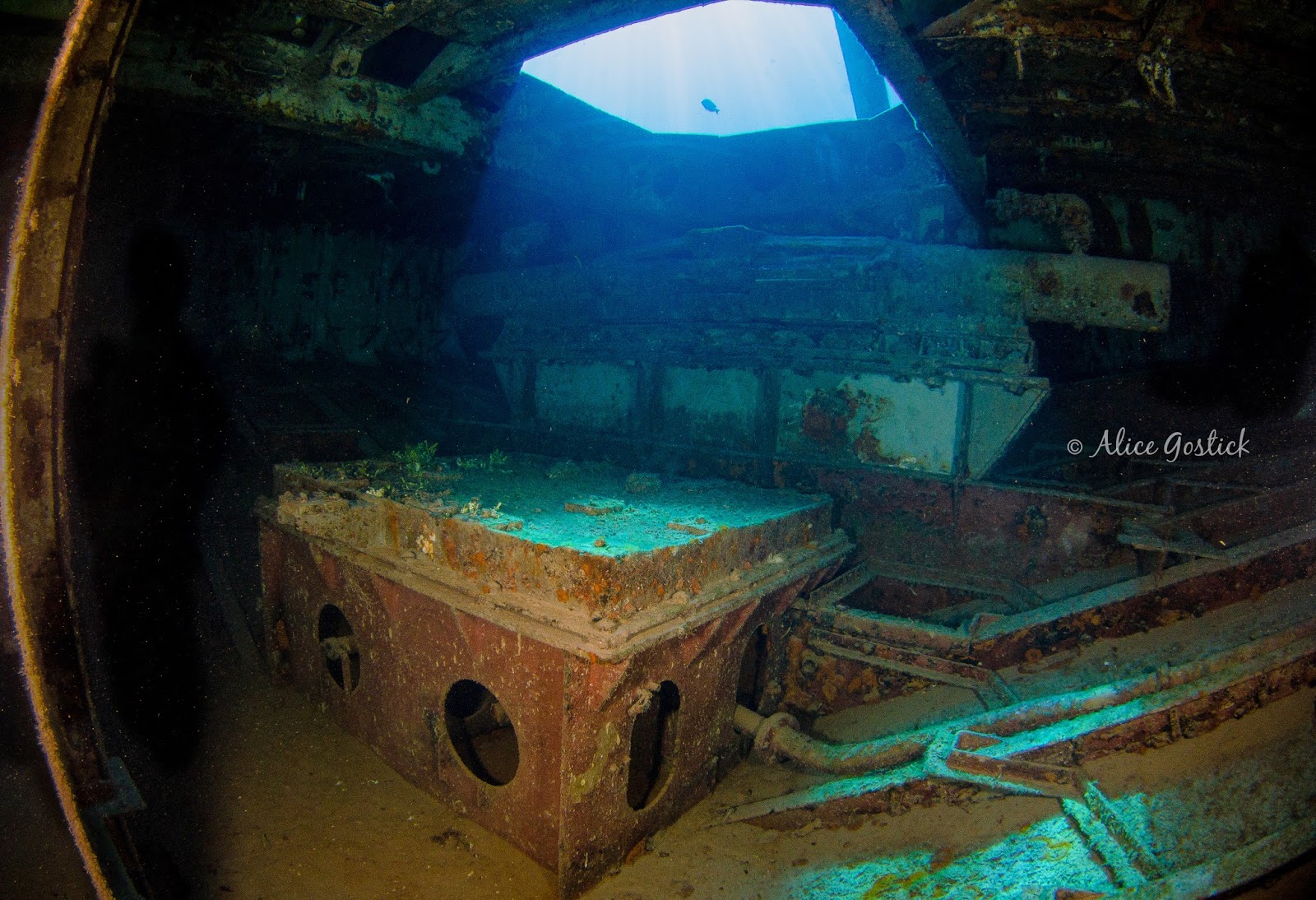 Alice Gostick: Underwater photography