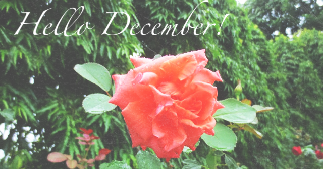 The Whimsy Bookworm A Book Blog From India Blogmas Day I Hello