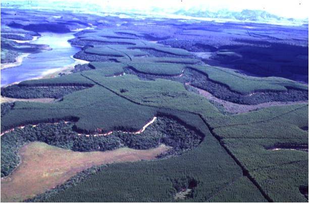 Researcher On Forest: Mengapa Clonal Forestry di Brazil sukses? (sebuah ...