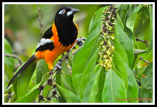 POR AMOR A VENEZUELA: EL TURPIAL