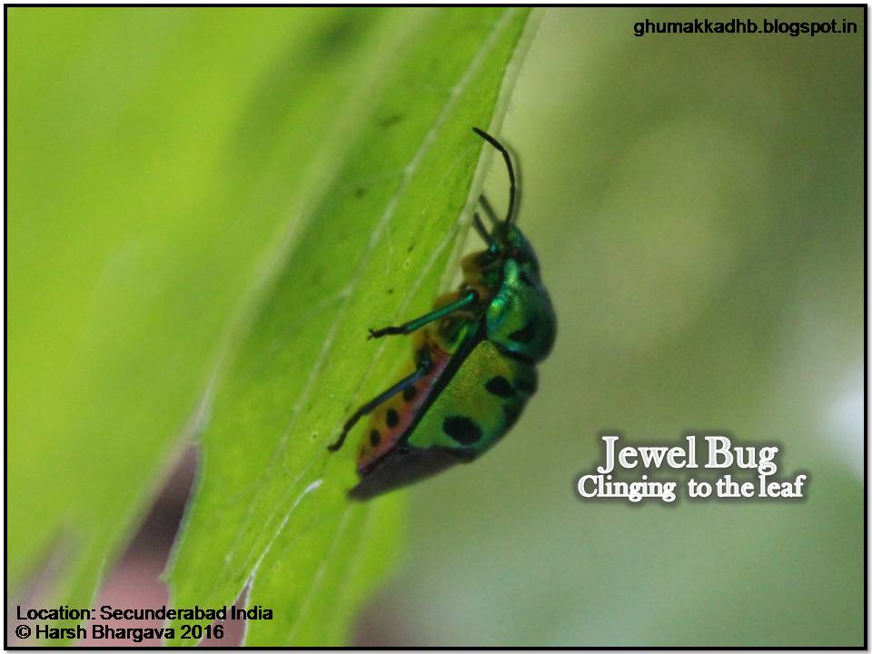 Ghumakkad Harsh: Jewel Bug