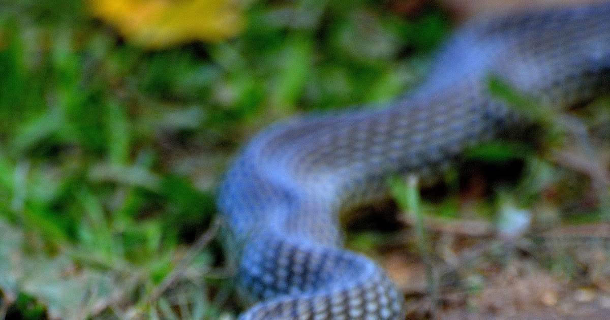 8 Jenis Ular Berbisa Mematikan di Indonesia yang Harus Diwaspadai ...