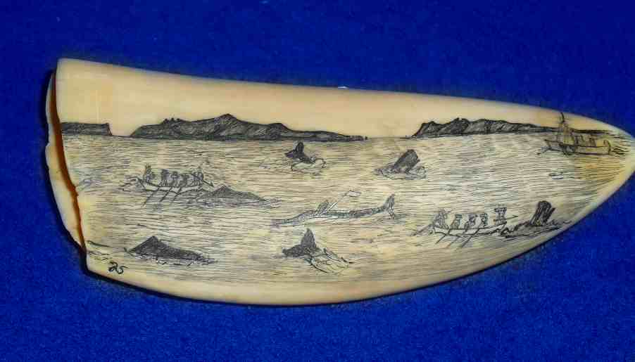 Loja Moby Dick Caniçal-Madeira : dentes de baleia / whale teeth / dents ...