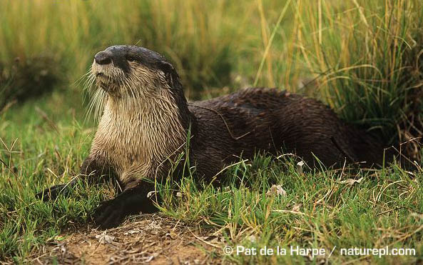 QuestX: The most closely related otters: African Clawless and Congo ...