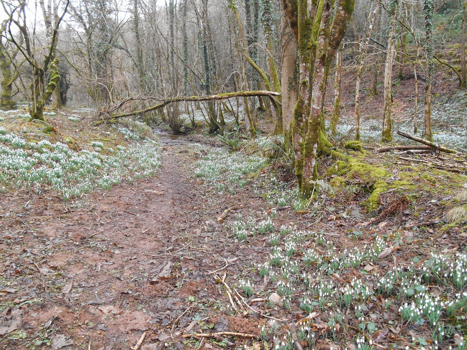 Off the Beaten Track in Somerset: Snowdrop Valley, Wheddon Cross, Exmoor