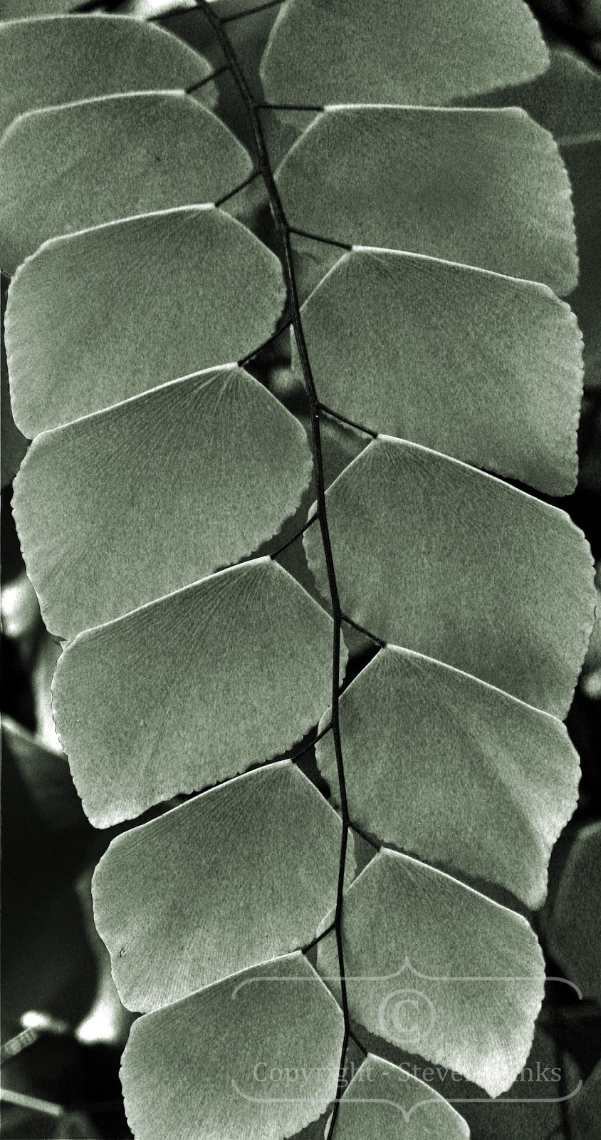 Threads of Crimson Photography: Leaf Rhythm