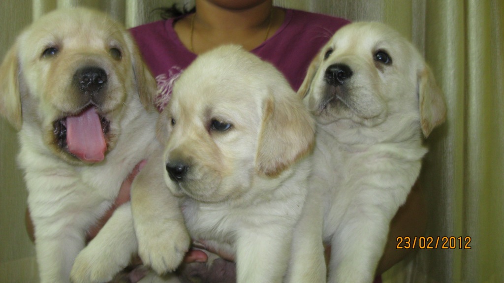 Heavy Boned Huge Apple Headed Labrador Puppies For Sale@15000 | PET'S ...