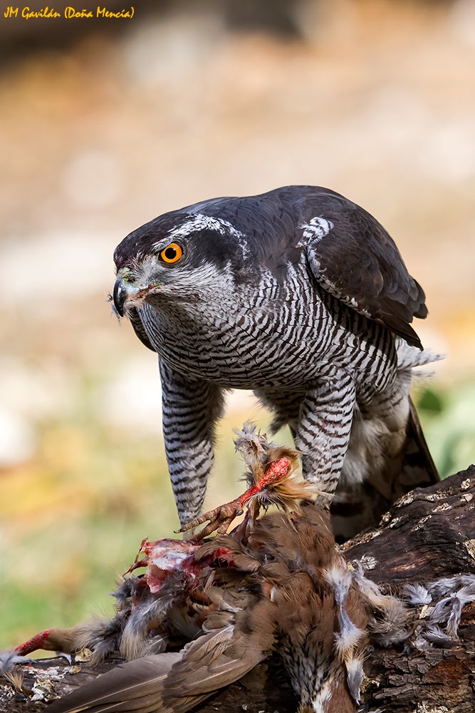 Fotografía de Naturaleza - JM Gavilán: Azor común (Accipiter gentilis)