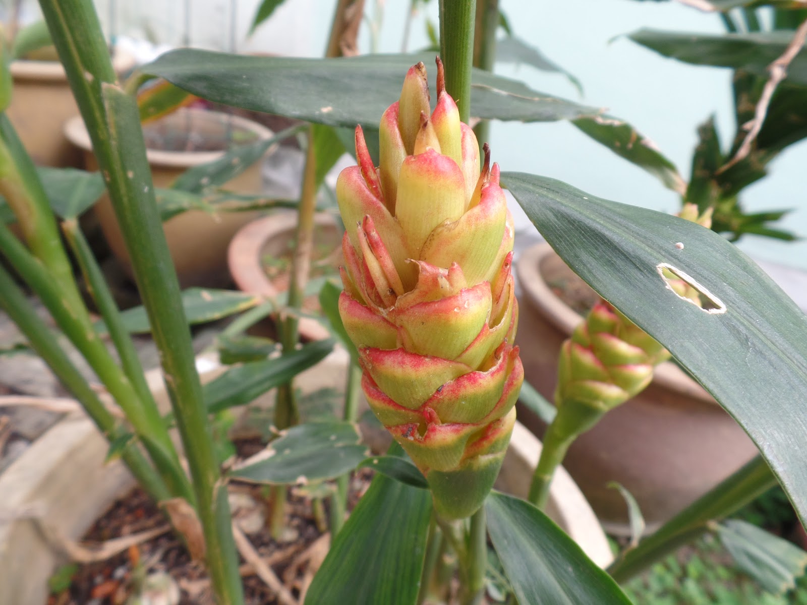 My Little Potted Garden: Ginger Harvest