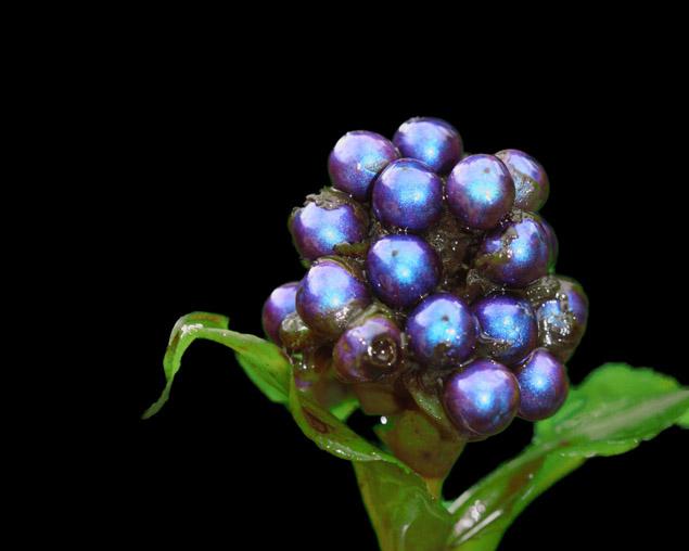 Phronesisaical: Pollia Condensata