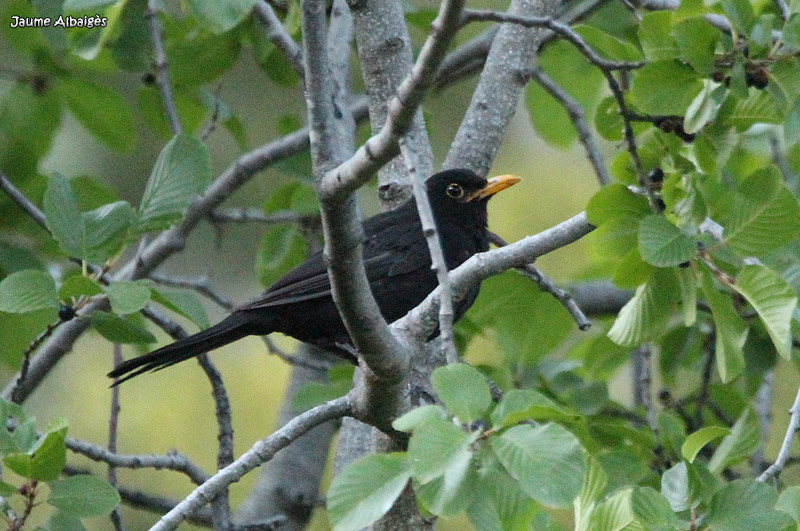 Birding Catalunya: Cavalls del Vent ornitològica