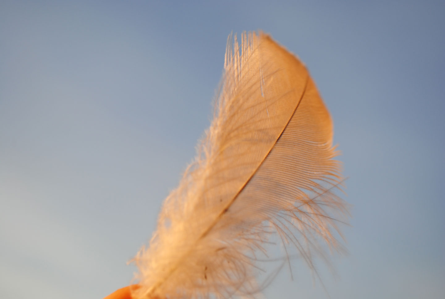 Rebecca Mezoff, Tapestry Artist: Rainshadow and crane feathers