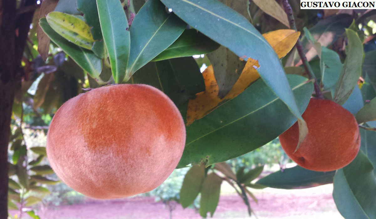 Viveiro Ciprest - Plantas Nativas e Exóticas: Mabolo ou Pêssego da ...