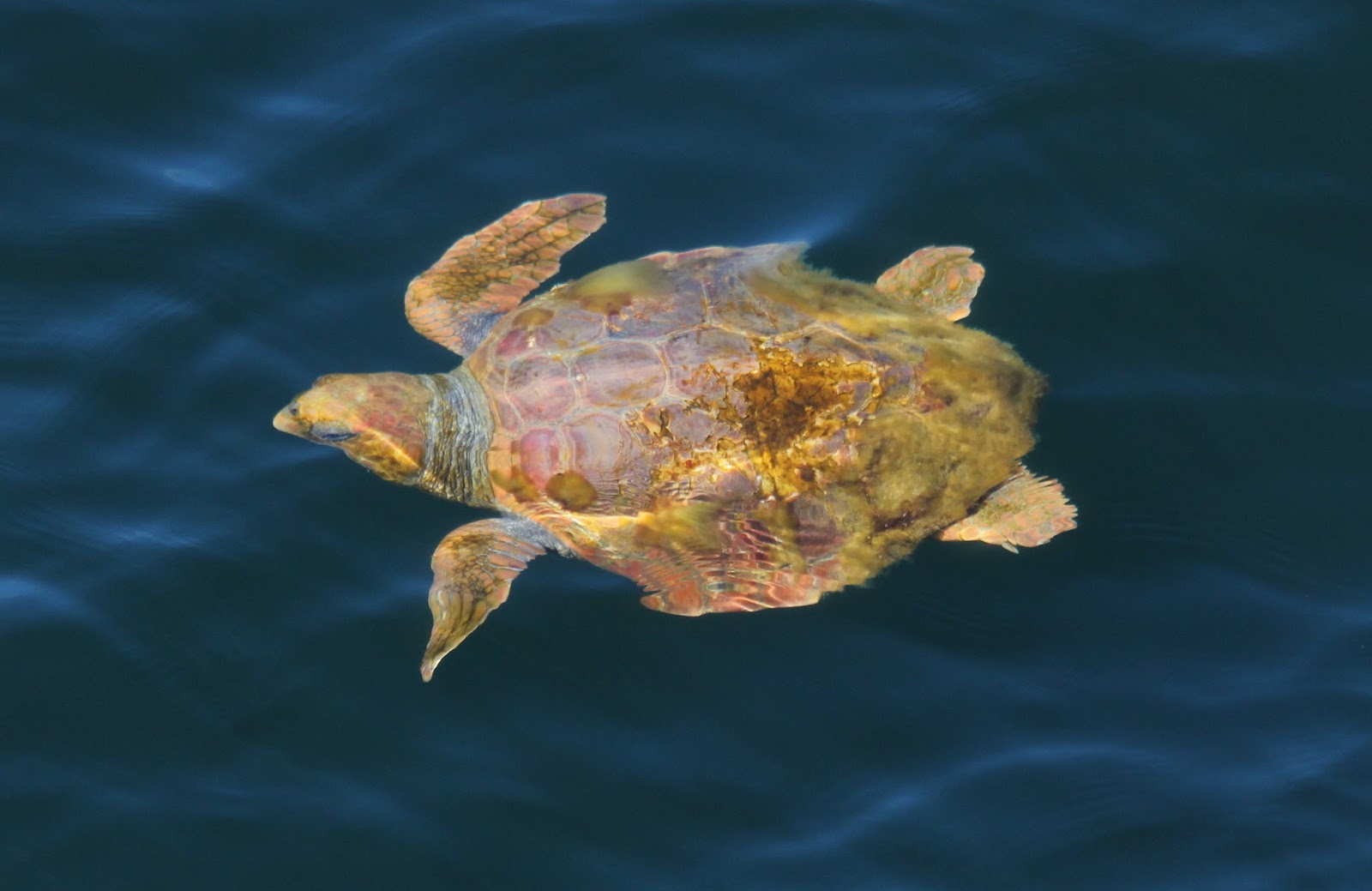 Blue Ocean Society's Whale Sightings: August 11, Captain's Lady III