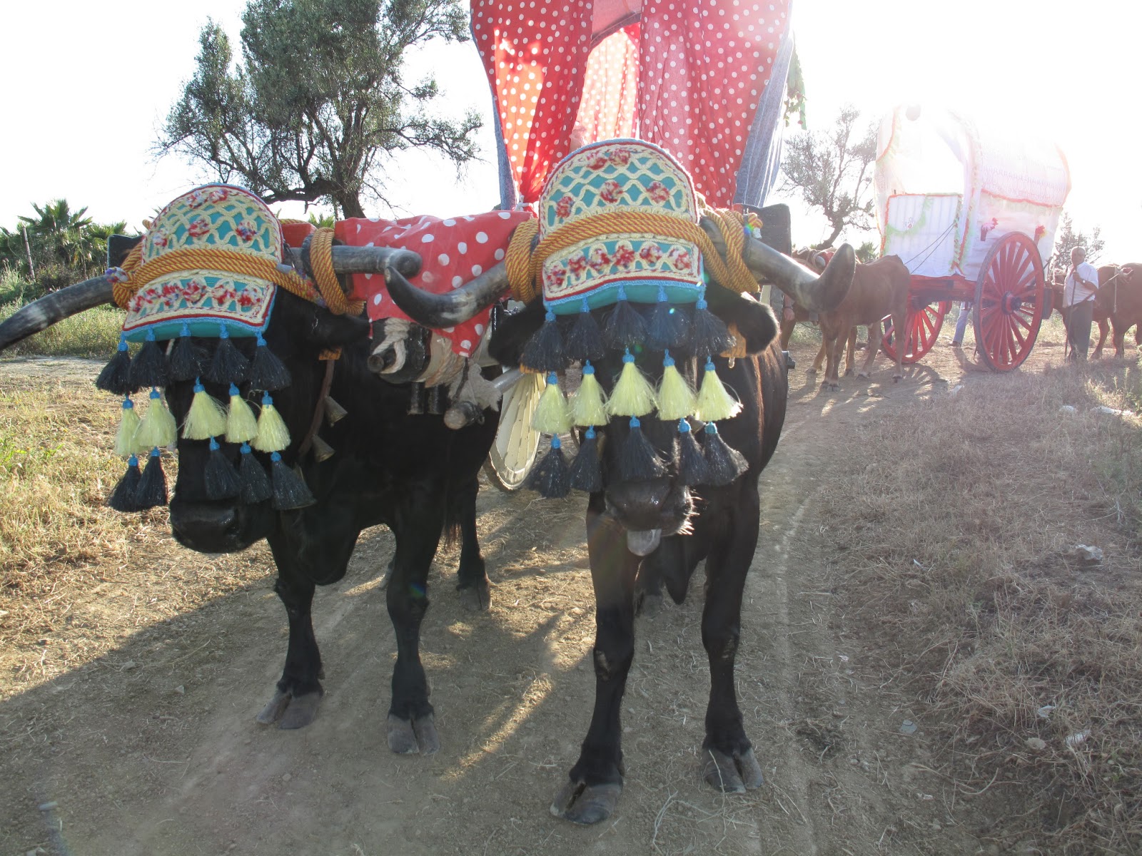 Asociación La Yunta y su Gañán: Archivo de Fotos