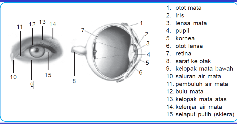 Organ Mata Manusia sebagai Alat Optik dan Kelainan pada Mata ...