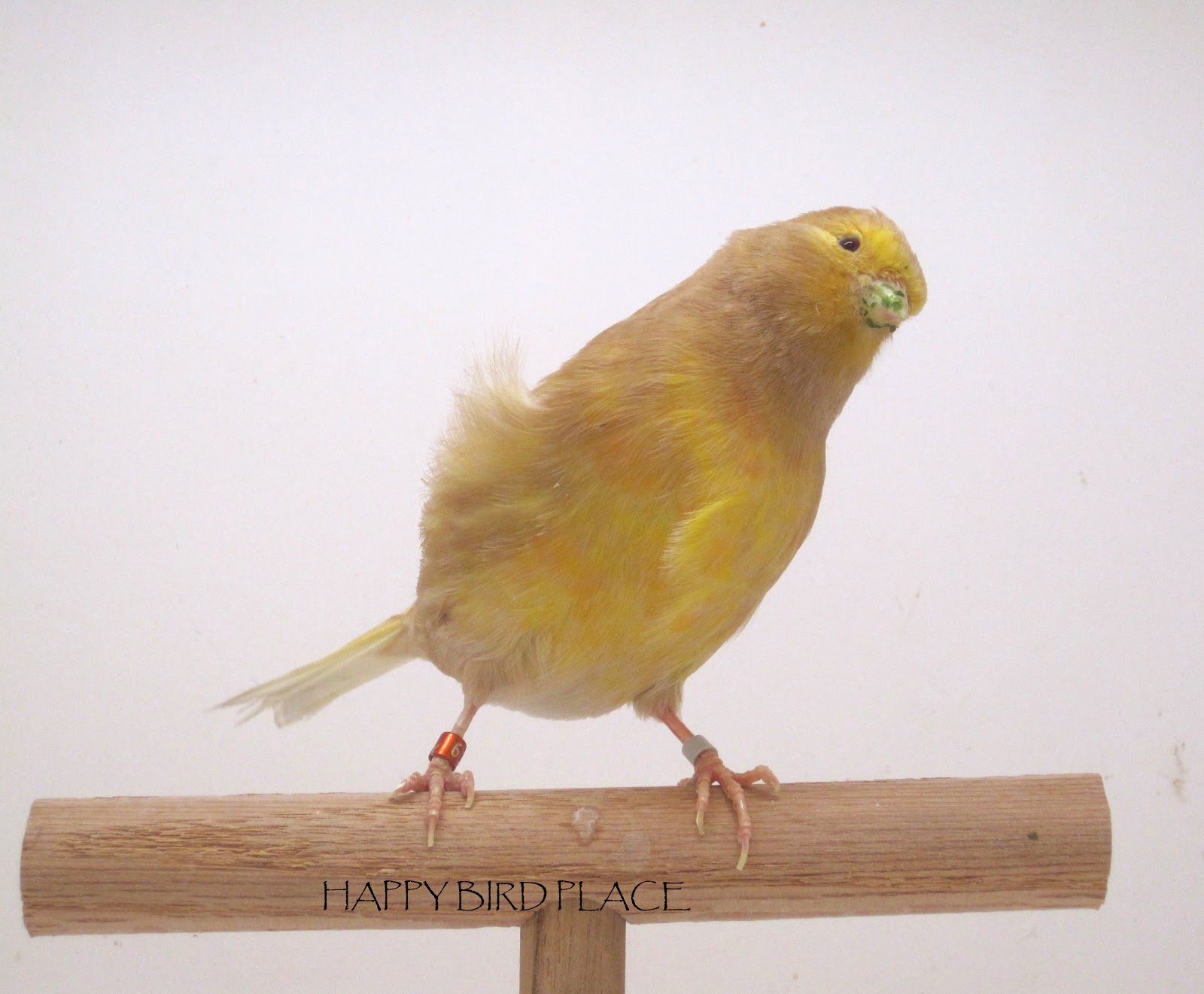 Happy Bird Place Finch and Grasskeet Blog: New canaries and society ...
