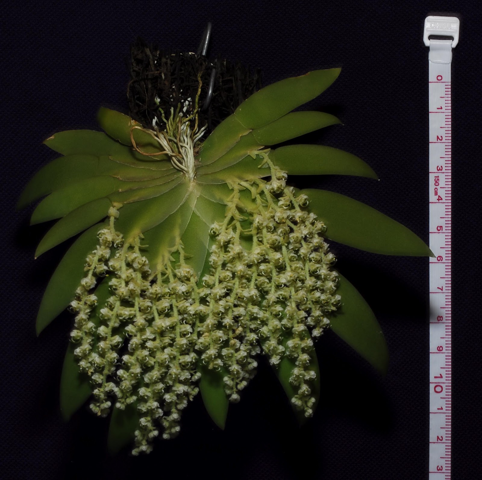 Ornithocephalus (plant)