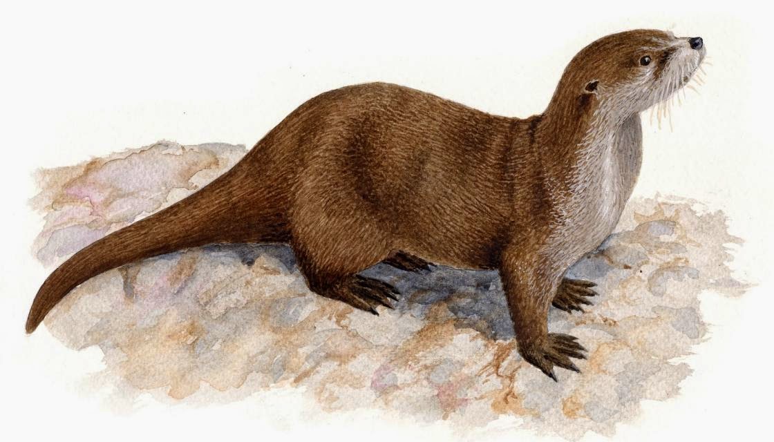 La nutria pescadora - Biología