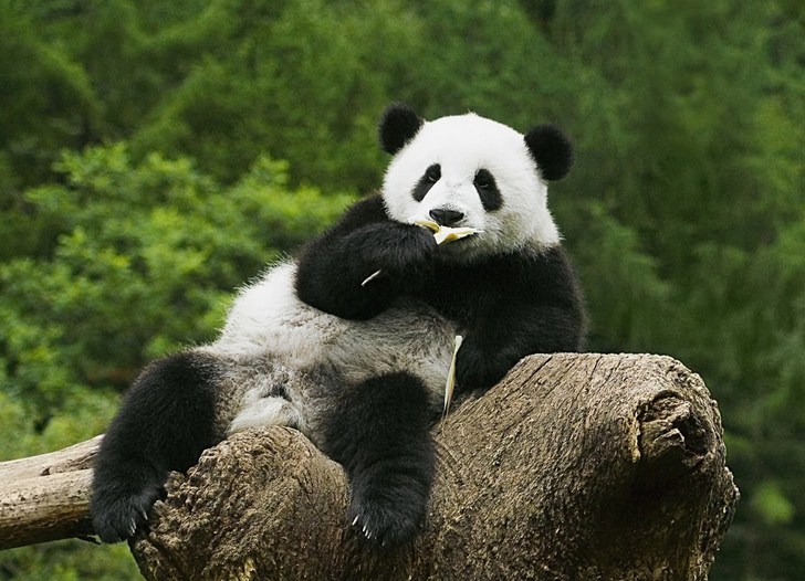 Vidio Panda Lucu Sedang Bermain Dengan Mainan Anak-anak