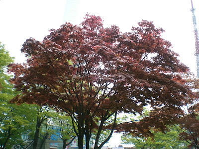 SOUTH KOREA SPRING TRIP: DAY 2 PART 3 - NAMSAN PARK