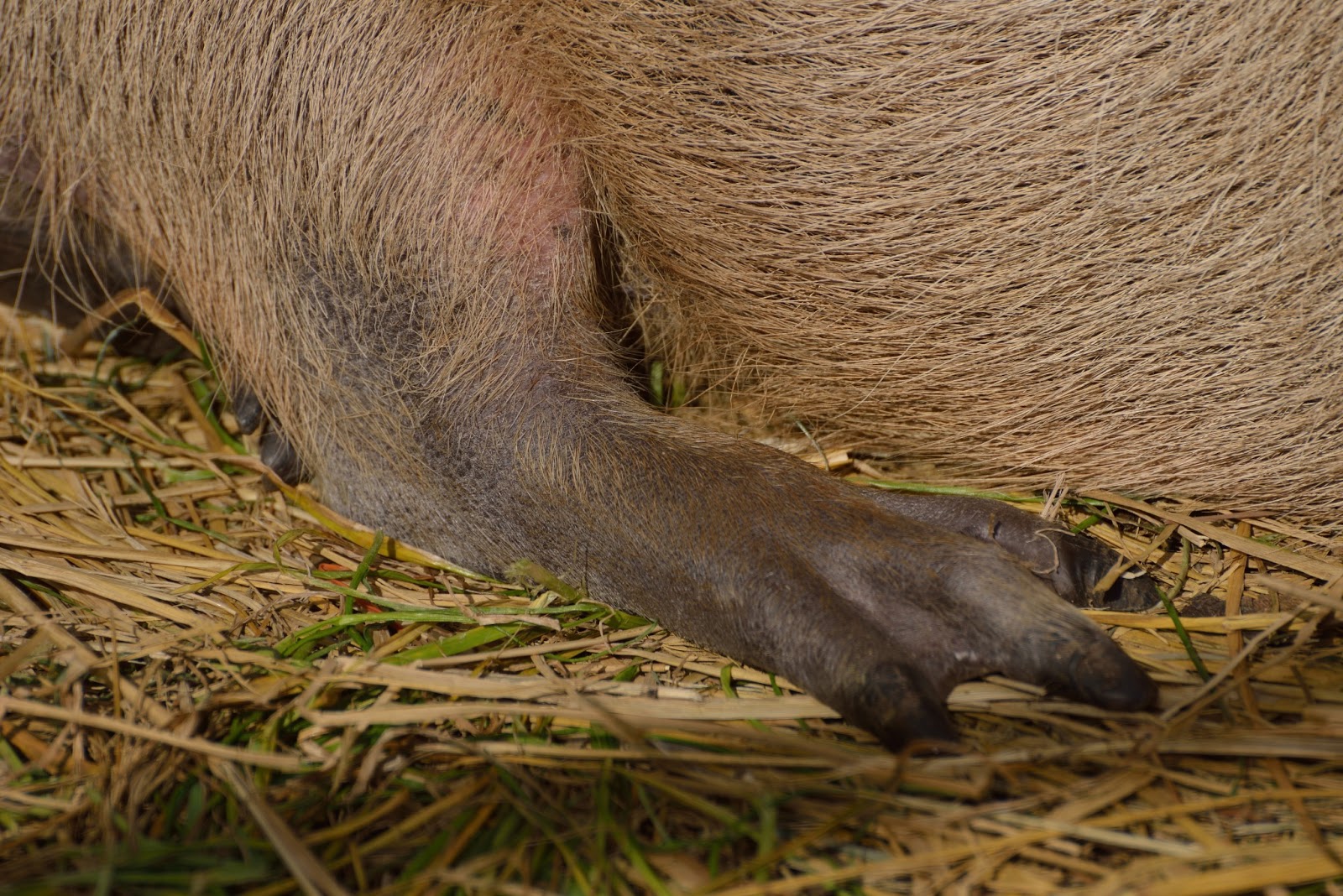 Bank of PhotoGraphics: Ueno Zoo XI: Capybara 3