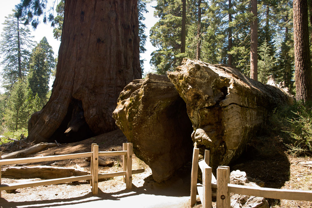 No Fixed Address: Massive hollow log