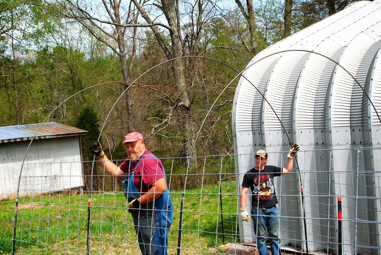 Adventures on Zephyr Hill Farm: DIY Rebar Grape Arbor