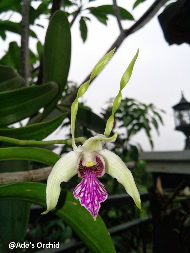 Ade's Orchid: Dendrobium stratiotes