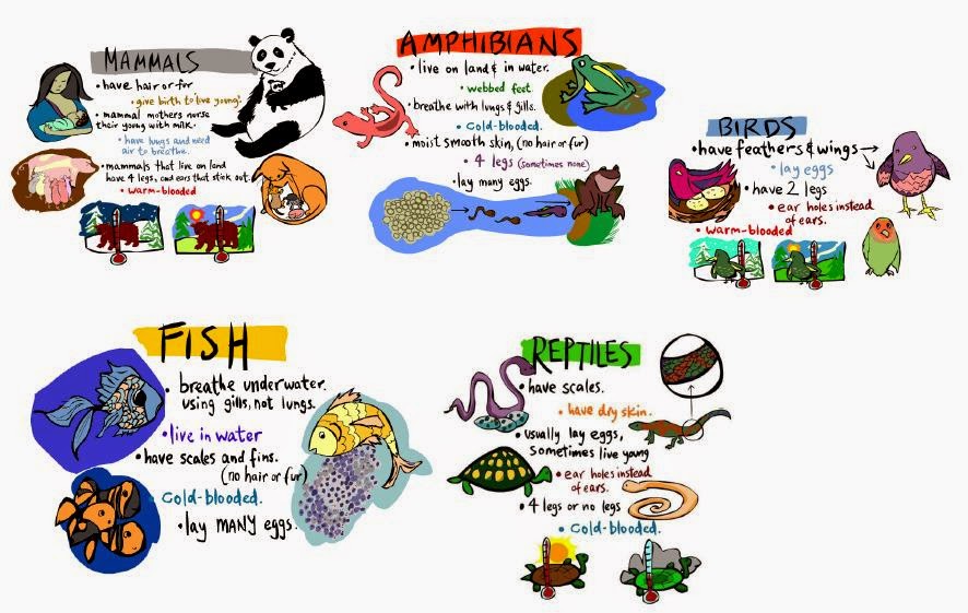 Uso de recursos educativos abiertos para AICLE: CLIL UNIT: ANIMALS ...