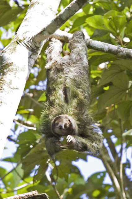 COSTA RICA 2011: Three-toed Sloth