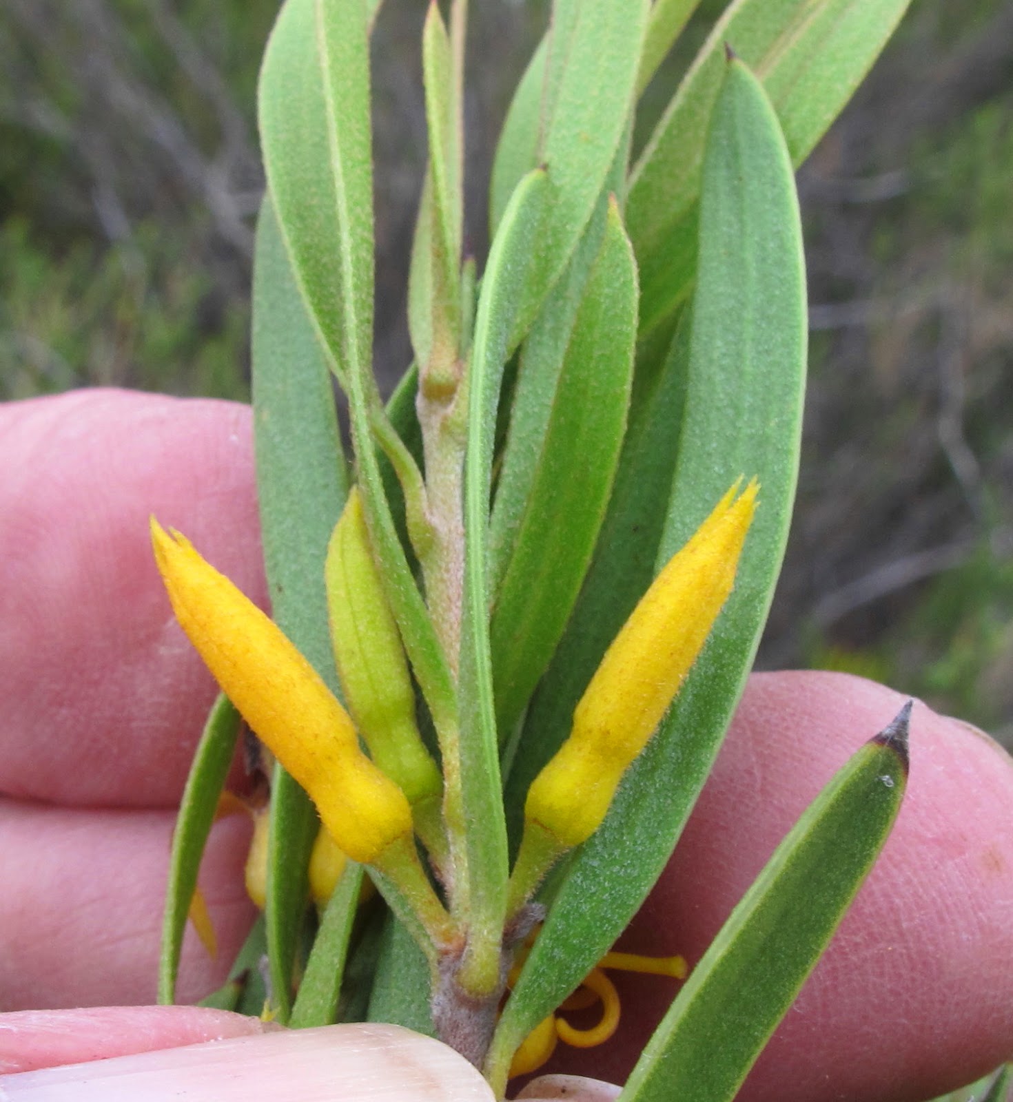 Esperance Wildflowers: Persoonia trinervis – Geebung